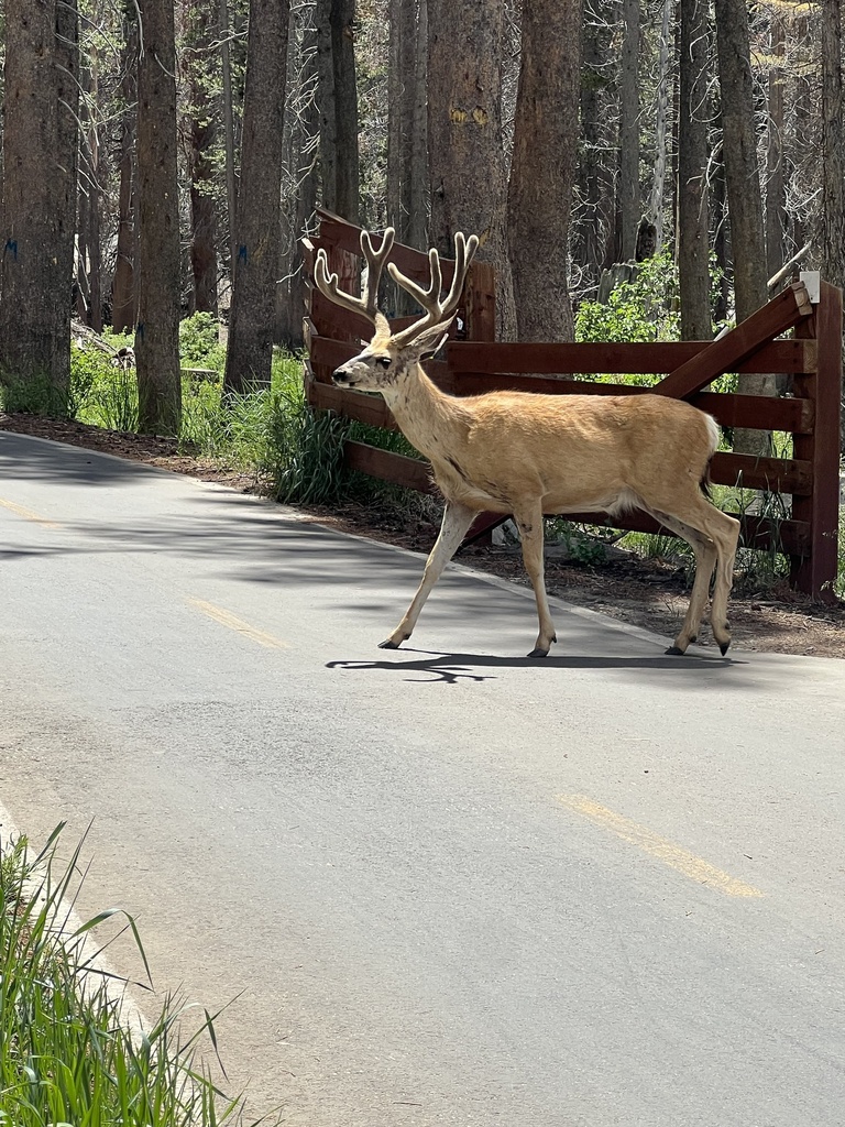 Mule Deer from Inyo National Forest, Mammoth Lakes, CA, US on August 1 ...