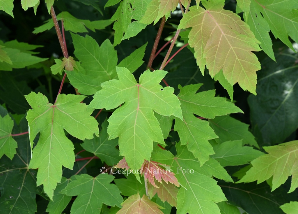 maples from 牟平区, 烟台市, 山东省, CN on August 1, 2023 at 01:39 PM by Ceapon ...