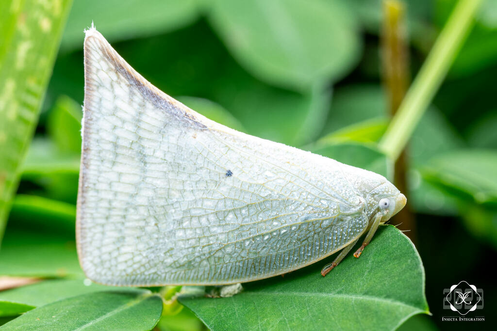 Lawana from 马来西亚沙巴昆達山 on July 18, 2023 at 09:20 AM by Winsten ...