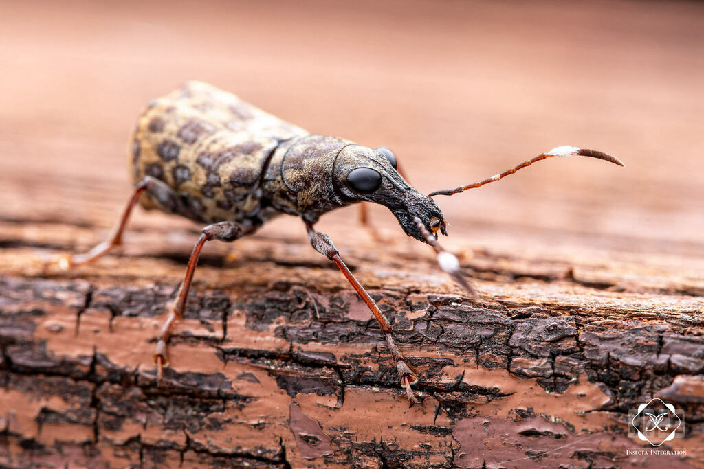 Physopterus opulentus from 马来西亚沙巴昆達山 on July 18, 2023 at 09:54 AM by ...