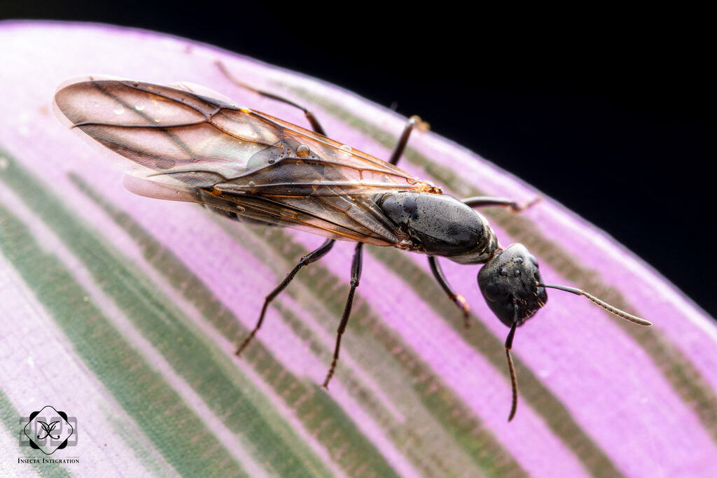 Gate-keeper Ants from 马来西亚沙巴昆達山 on July 18, 2023 at 10:52 AM by Winsten ...