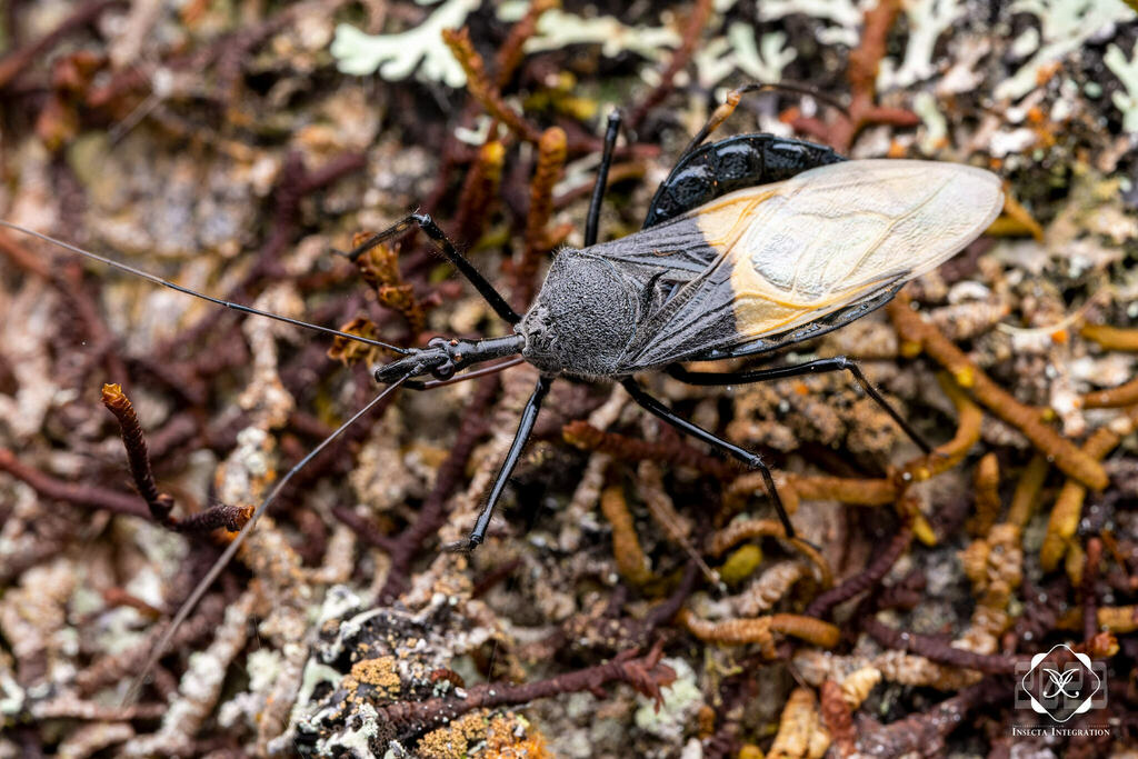 Sycanus from Kinabalu Park, Ranau, Sabah, 马来西亚 on July 18, 2023 at 12: ...