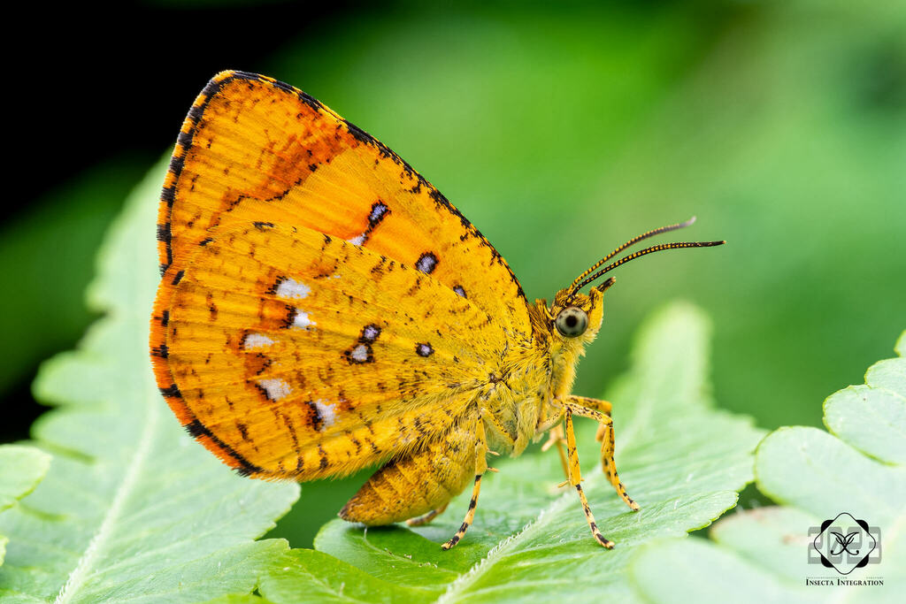 Callidulidae from Kinabalu Park, Ranau, Sabah, 马来西亚 on July 18, 2023 at ...