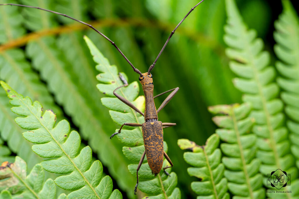 Gnoma longicollis from 马来西亚沙巴昆達山 on July 18, 2023 at 08:55 PM by ...