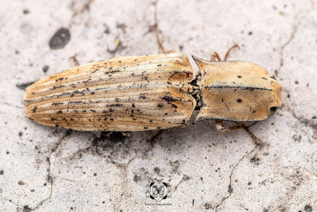 Cryptalaus from 马来西亚沙巴昆達山 on July 18, 2023 at 10:24 PM by Winsten ...