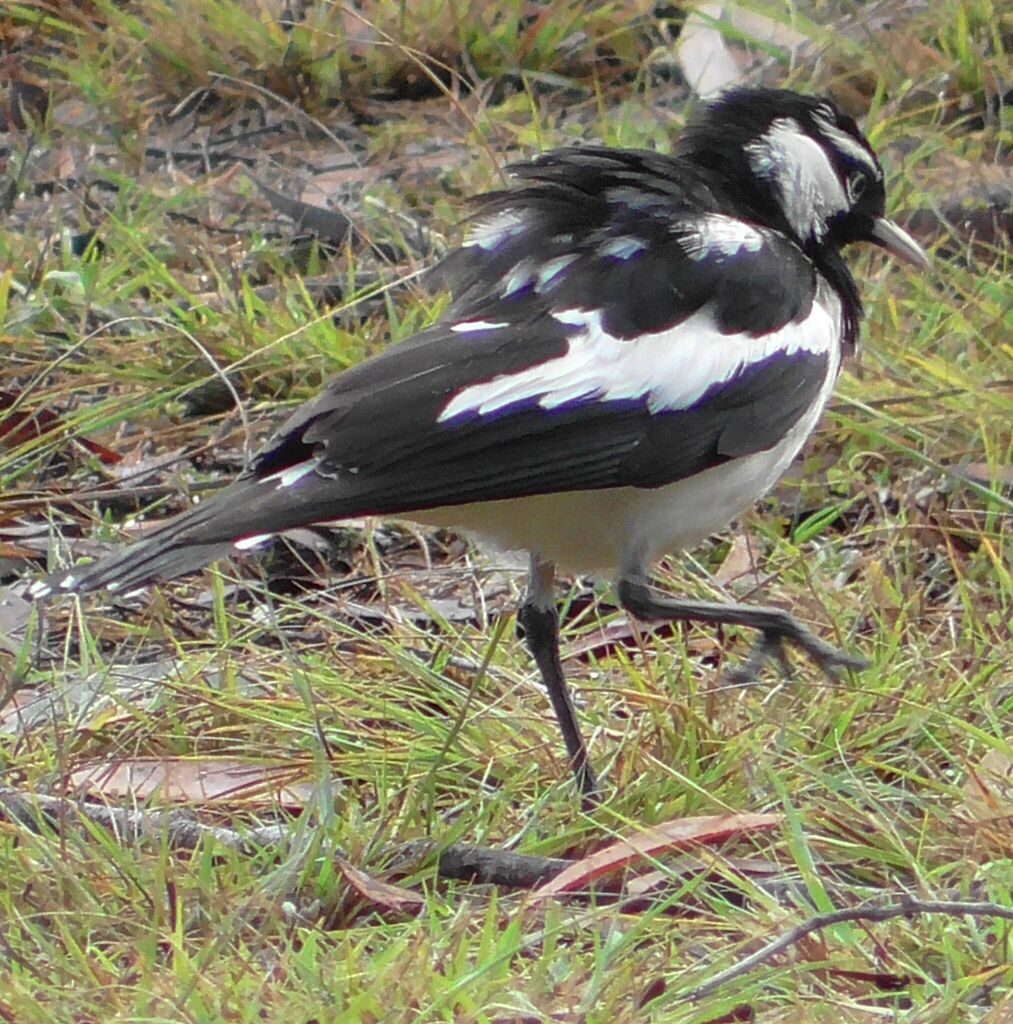 Magpie-lark from Watsonville QLD 4887, Australia on August 5, 2023 at ...
