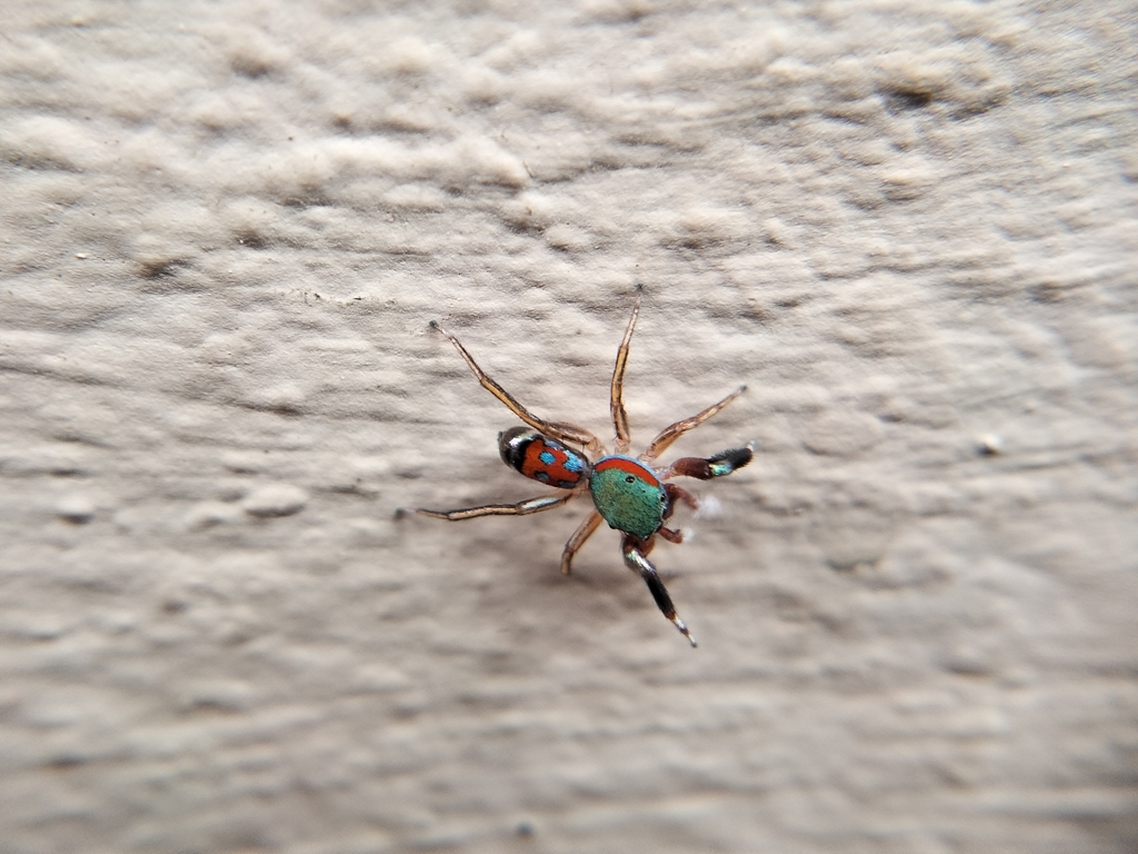 Jade Jumping Spider from Ban Paen Subdistrict, Mueang Lamphun District ...