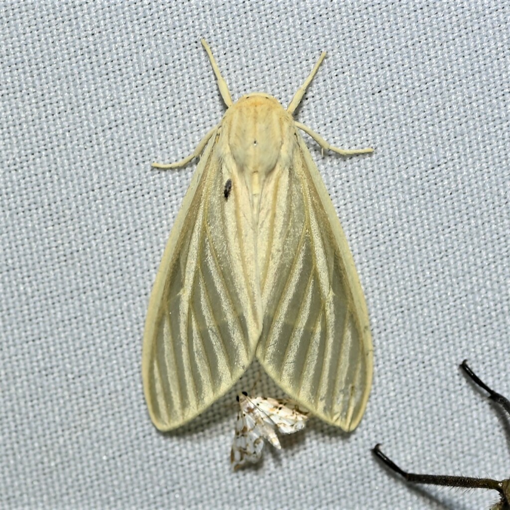 Munona robpuschendorfi from Buena Vista Del Rincon, Provincia de ...