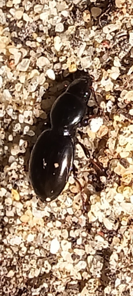 Broscinae from Wilbinga WA 6041, Australia on August 5, 2023 at 07:23 ...