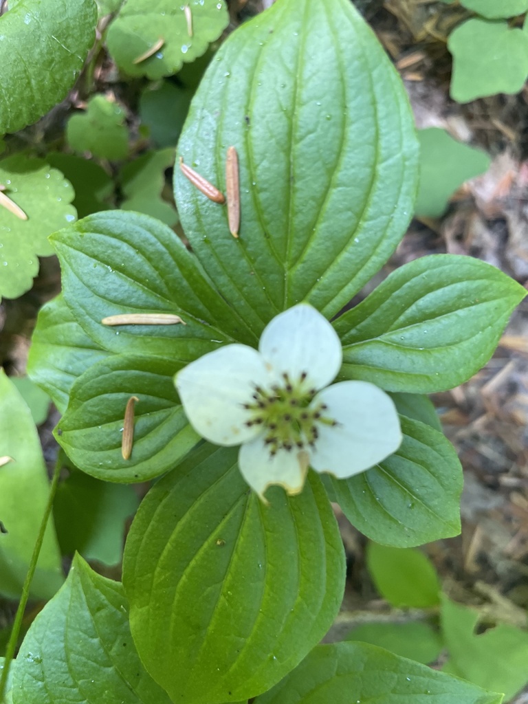 Western Bunchberry from Mt. Hood National Forest, Mount Hood Parkdale ...