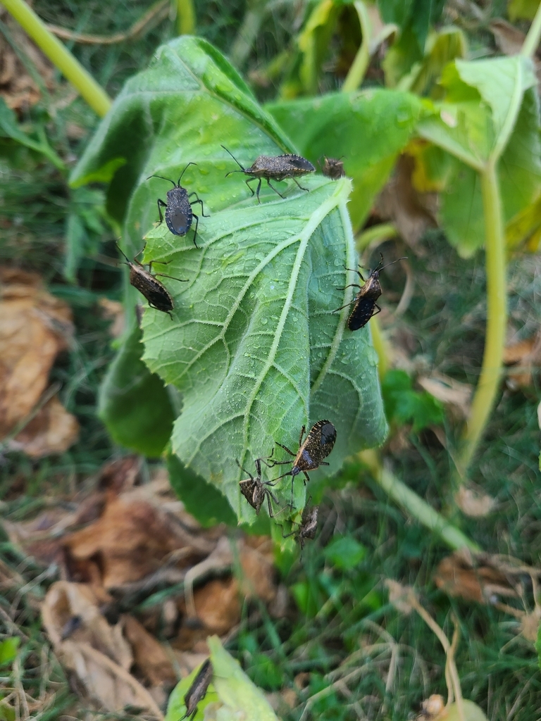 Squash Bug from Dallas, TX 75209, USA on August 1, 2023 at 07:38 PM by ...
