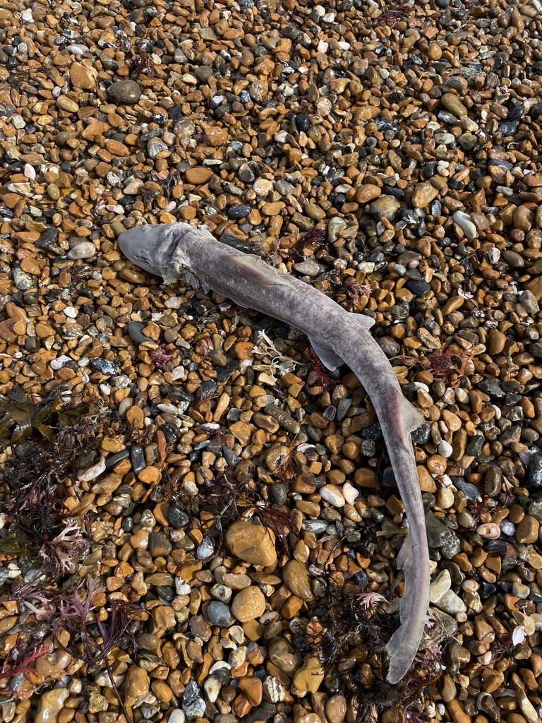 Common Smooth-hound in August 2023 by Andrew McLagan · iNaturalist