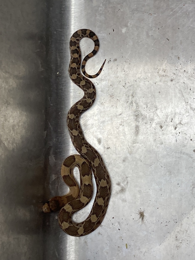 Mexican Bull Snake from El Cerrito, Qro., MX on August 5, 2023 at 09:20 ...