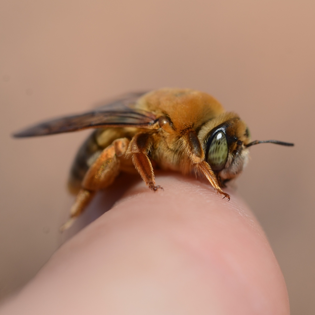 Glorious Protoxaea from Las Cruces, NM 88005, USA on August 3, 2023 at ...