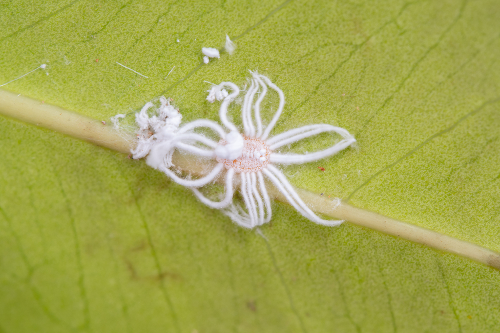 Jacobson's Giant Scale Insect from 中国云南省普洱市景谷傣族彝族自治县 on July 23, 2023 ...