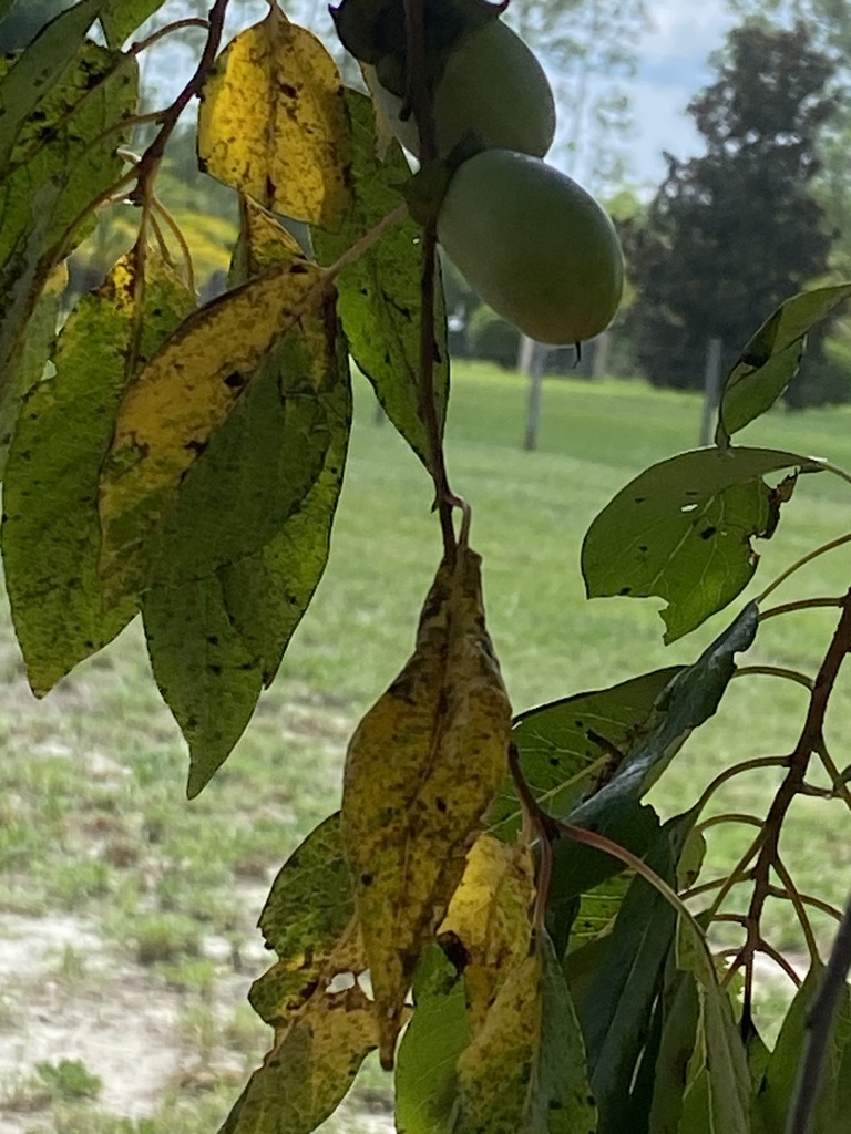 American persimmon from Laws Rd, Clermont, FL, US on August 5, 2023 at ...