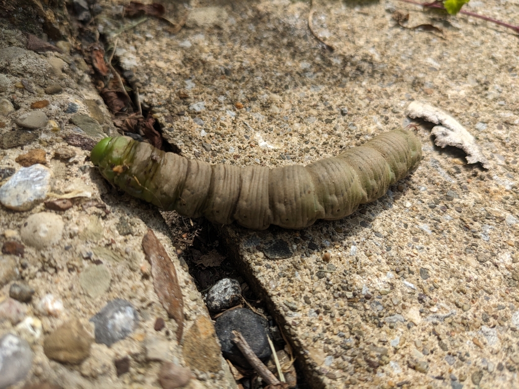 Sphinx Moths from S. Hawkins Ave & Elmdale Ave, Akron, OH 44320, USA on ...