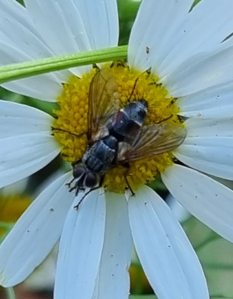 Red Spotted Parasite Fly from Assens on July 28, 2023 at 04:41 PM by ...