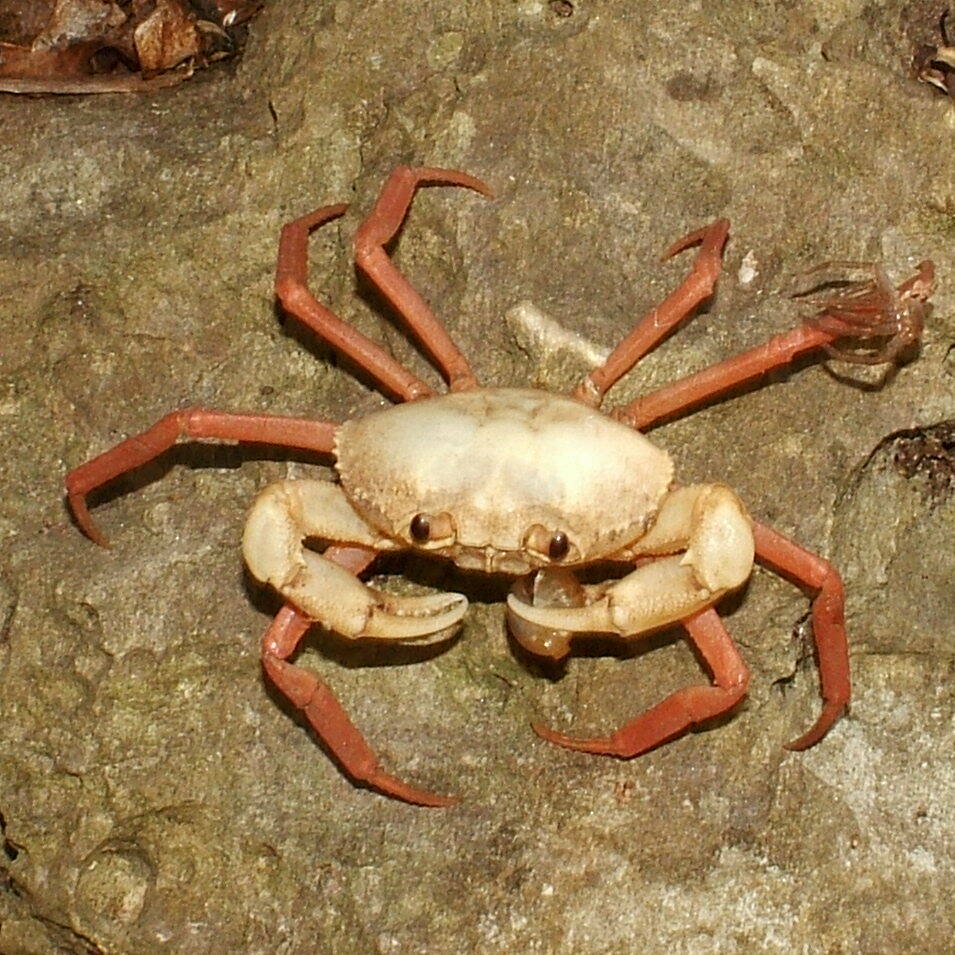 Malagasy Freshwater Crab in December 2005 by Daniel Austin · iNaturalist