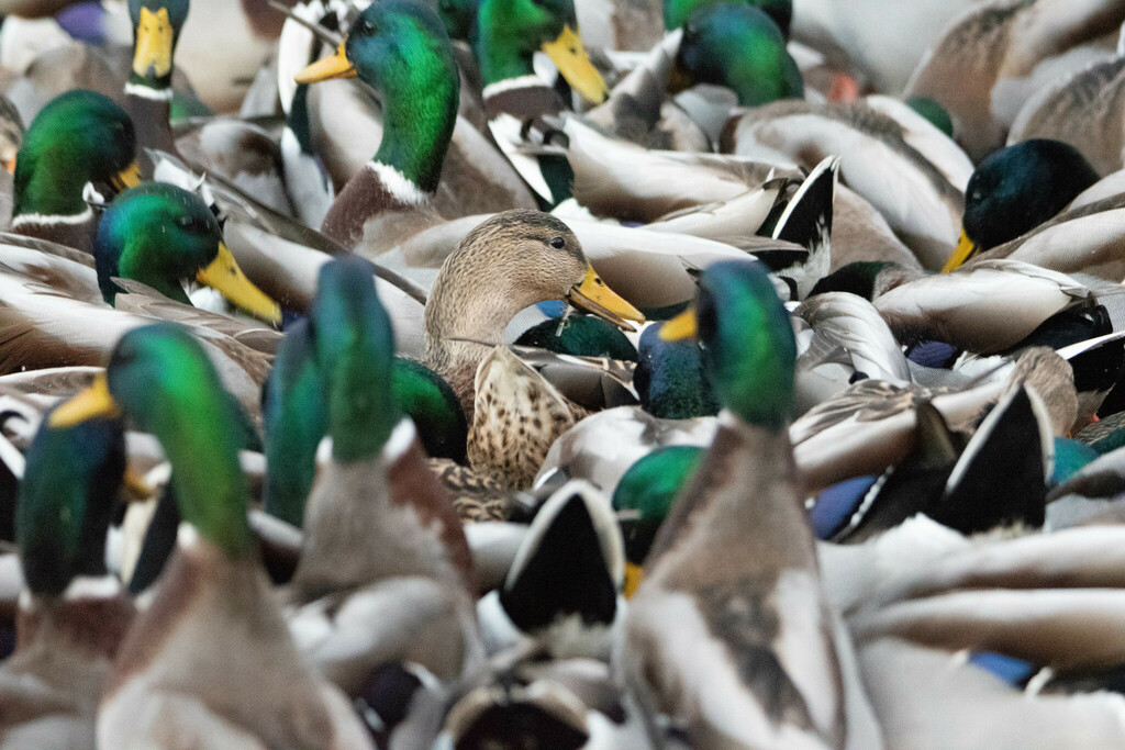 Mallard from Dallas, TX, USA on January 6, 2019 at 05:36 PM by cameron ...