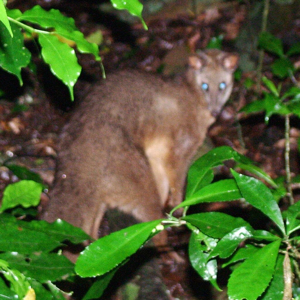 Falanouc in December 2005 by Daniel Austin · iNaturalist