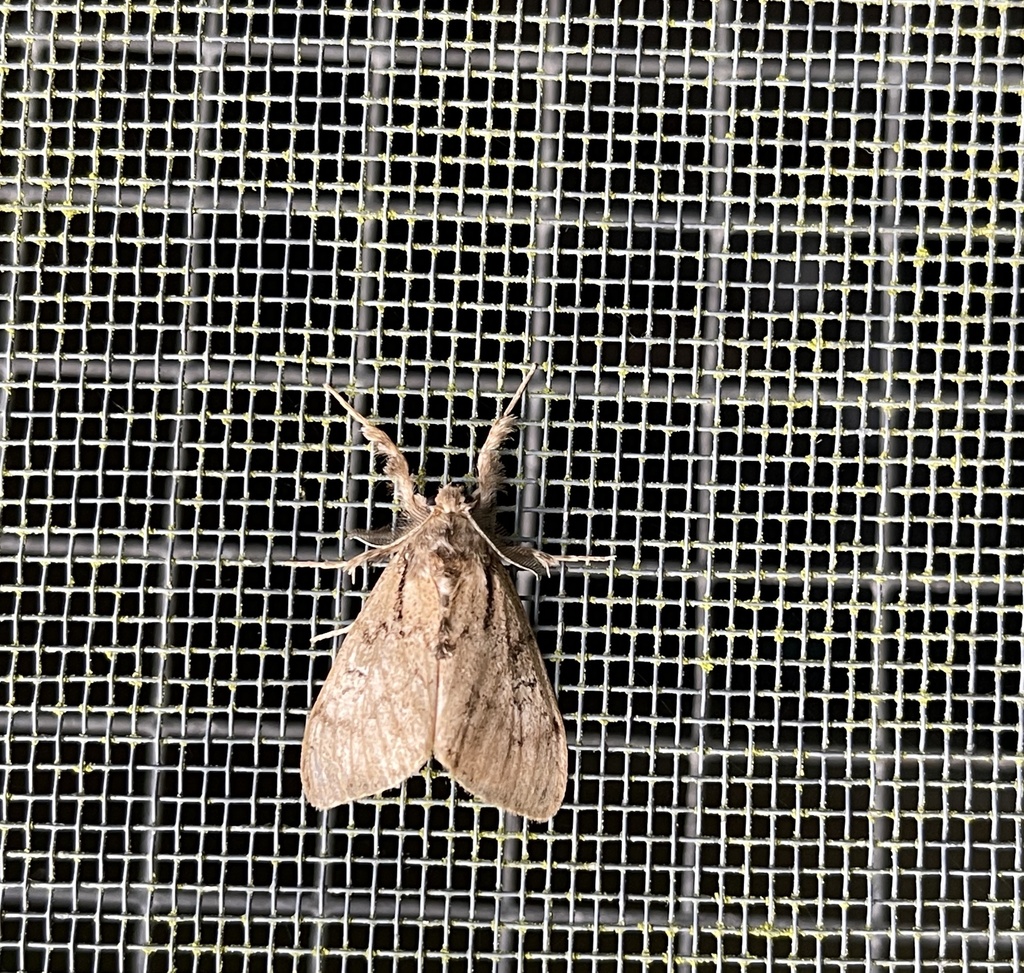 Tussock Moths from Deer Isle, Deer Isle, ME, US on July 31, 2023 at 06: ...