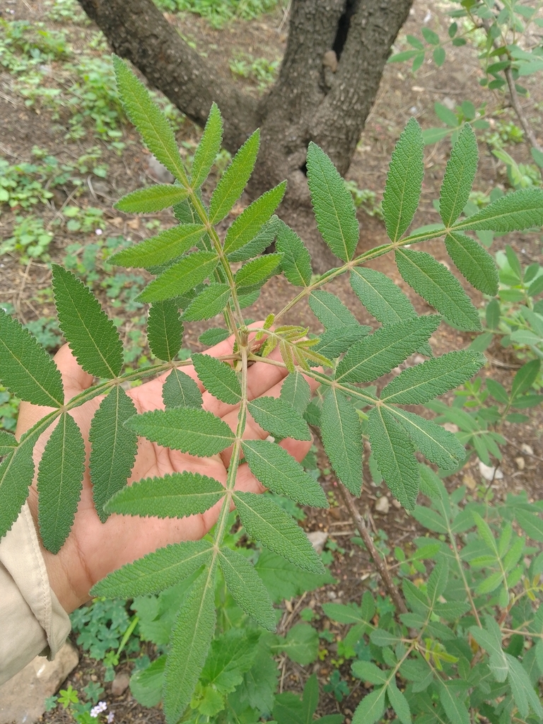 Bursera cuneata from Distrito Federal, MX on August 4, 2023 at 11:47 AM ...