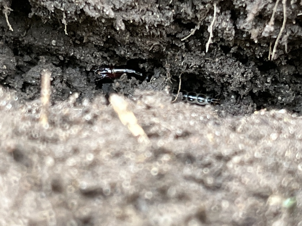 Beetles from Bath Rd, Kingston, ON, CA on August 4, 2023 at 01:03 PM by ...