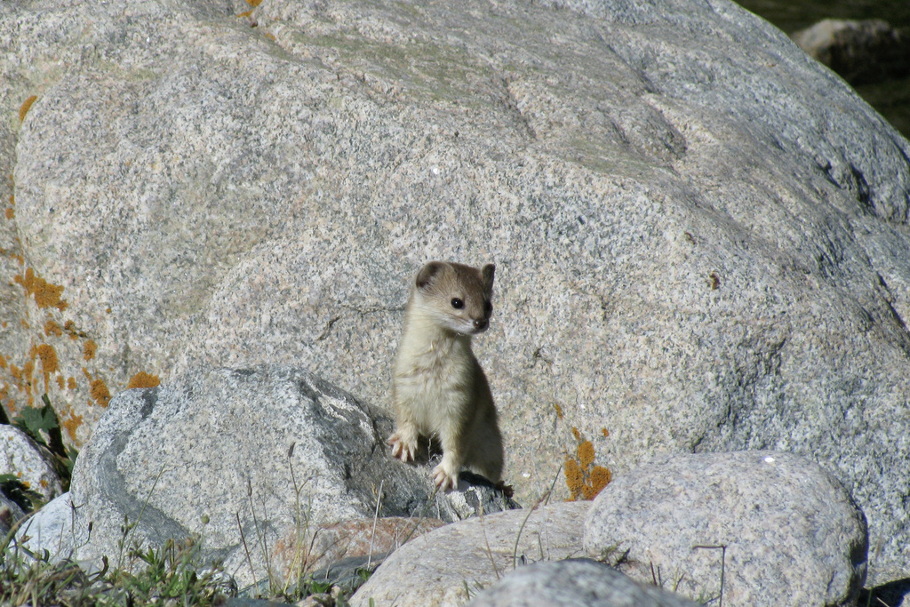 Mountain Weasel in August 2015 by Dr. Alexey Yakovlev. 15 km south of ...