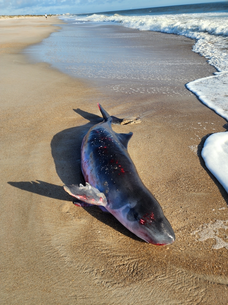 Dwarf Sperm Whale from Shelter 3, Jacksonville, FL 32233, USA on ...