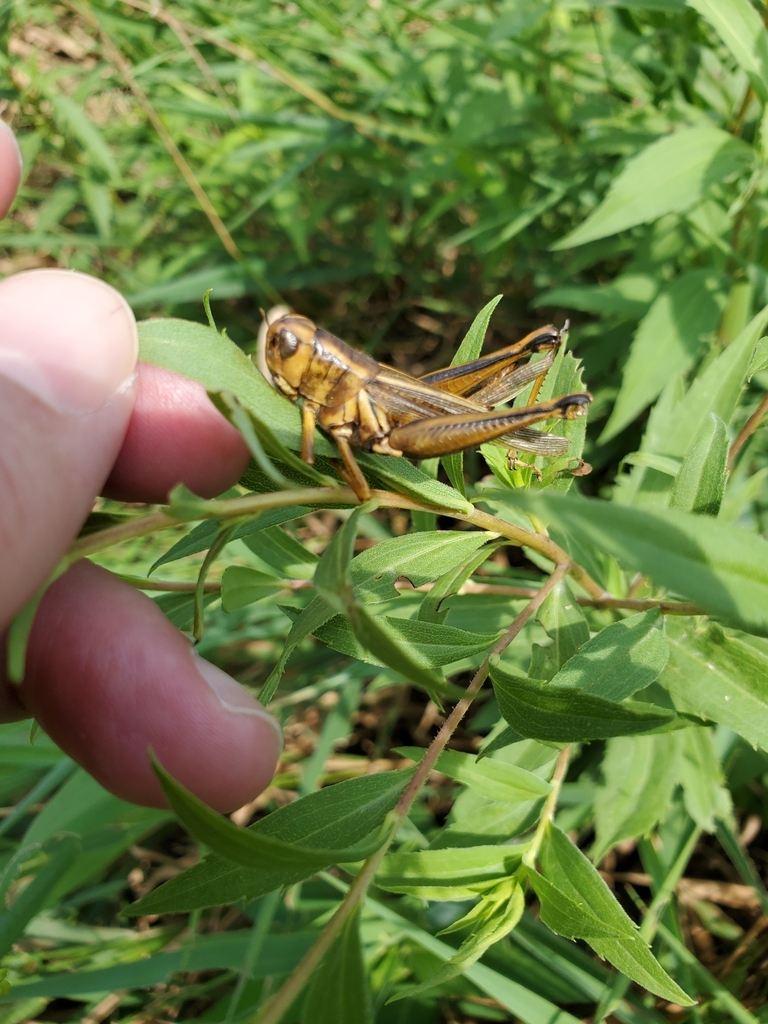 Entomophaga grylli from Nevada, IA 50201, USA on August 5, 2023 at 01: ...