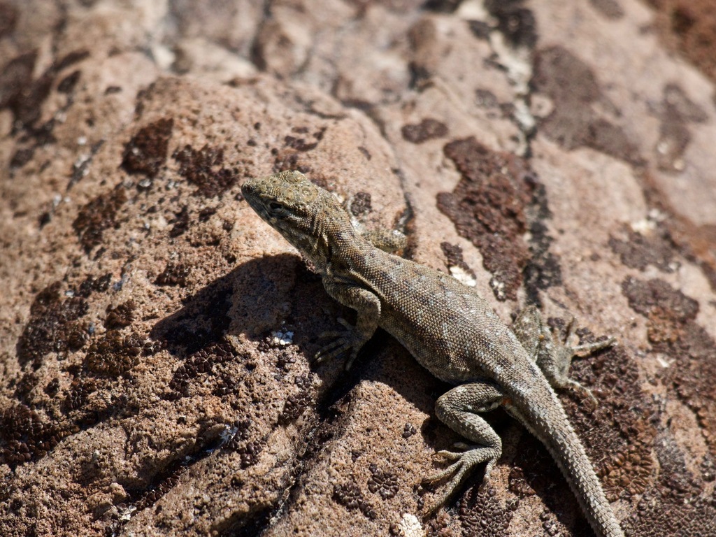 Northern Side-blotched Lizard from Utah County, UT, USA on August 5 ...