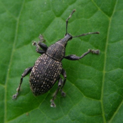 Genus Nastus · iNaturalist
