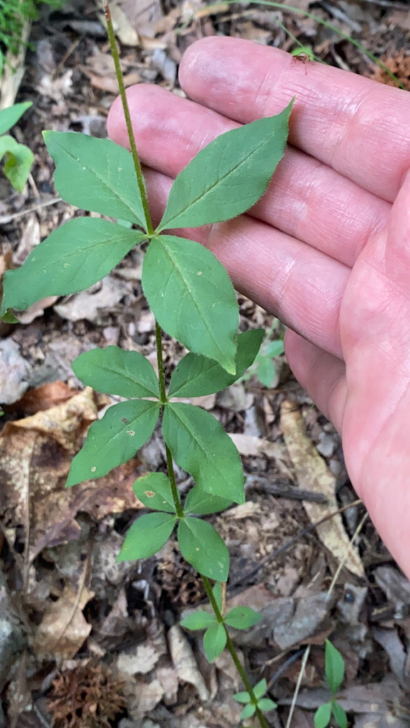 whorled loosestrife from Crescent Rd, Greenbelt, MD, US on August 5 ...