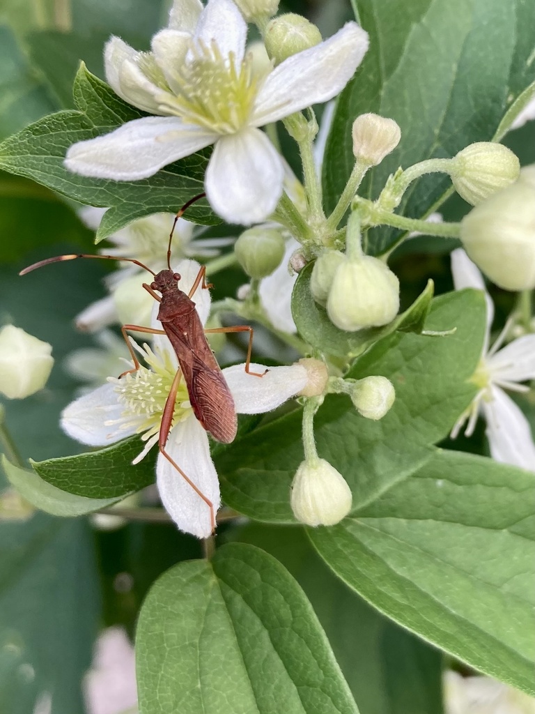 Lupine Bug from 44th Ave S, Minneapolis, MN, US on August 5, 2023 at 06 ...