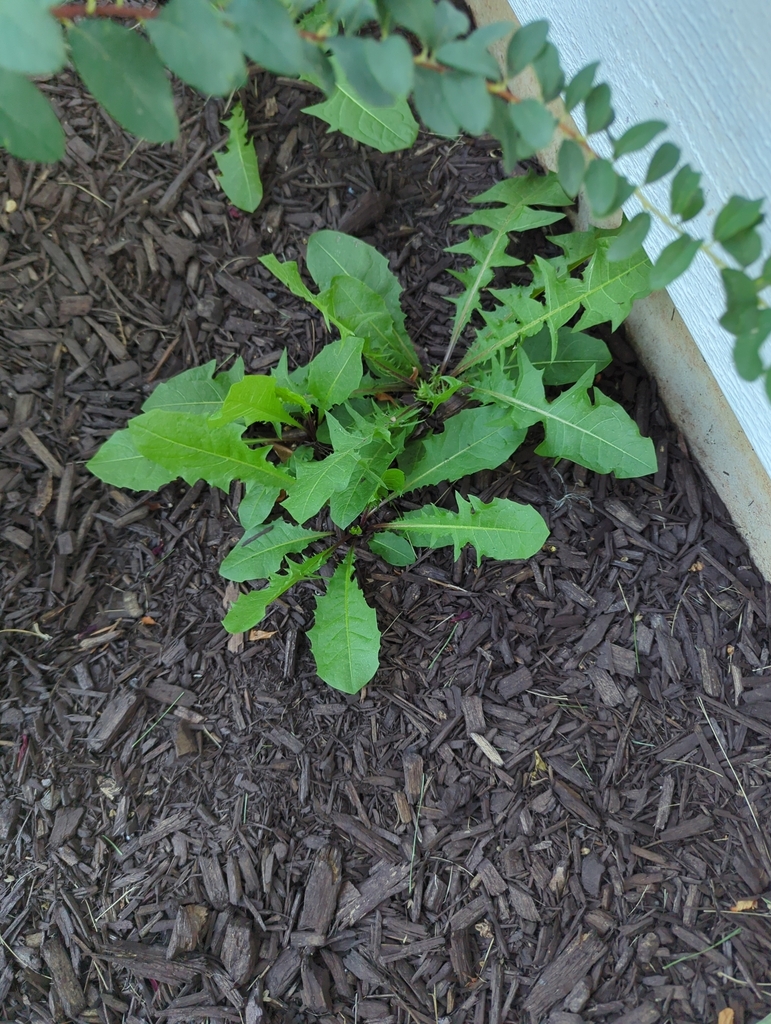 Thistles and Allies from Cary, IL, USA on August 5, 2023 at 07:01 PM by ...