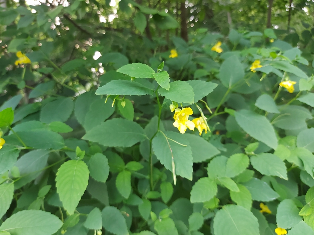 pale jewelweed from Rodney, ON N0L 2C0, Canada on August 5, 2023 at 07: ...