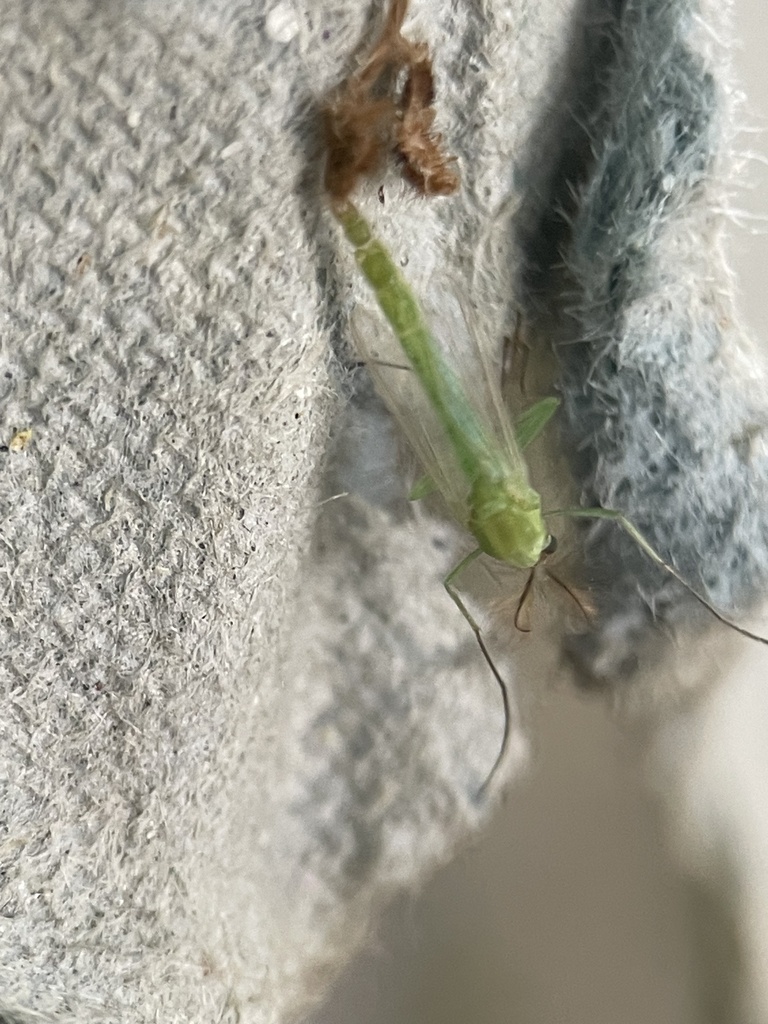 Non-biting Midges from Bream Close, London, England, GB on August 5 ...