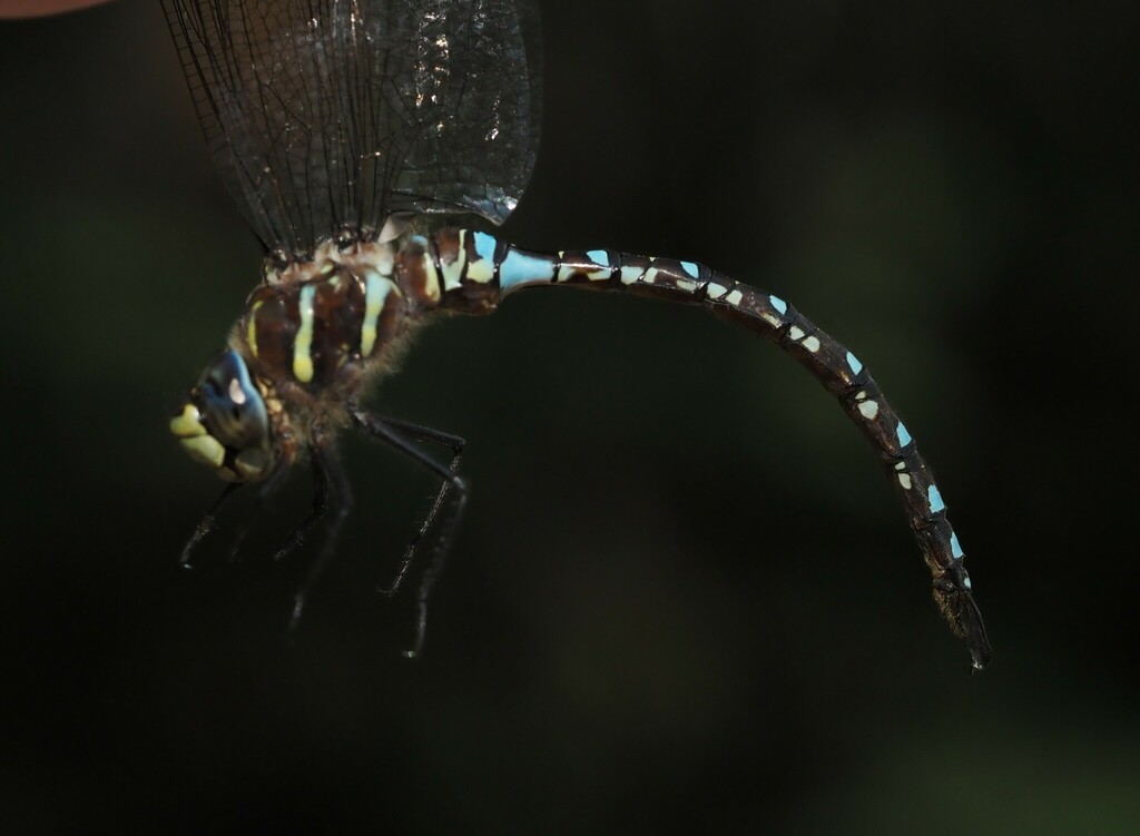 Paddle-tailed Darner from Thompson-Nicola, BC, Canada on August 5, 2023 ...