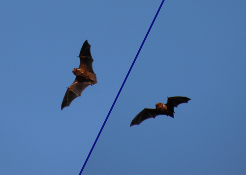 Observations by antzilla · iNaturalist