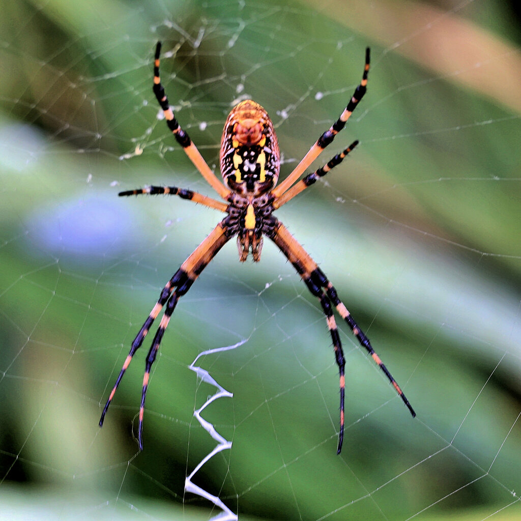 Yellow Garden Spider from San Jacinto Battlegrounds on July 23, 2023 at ...