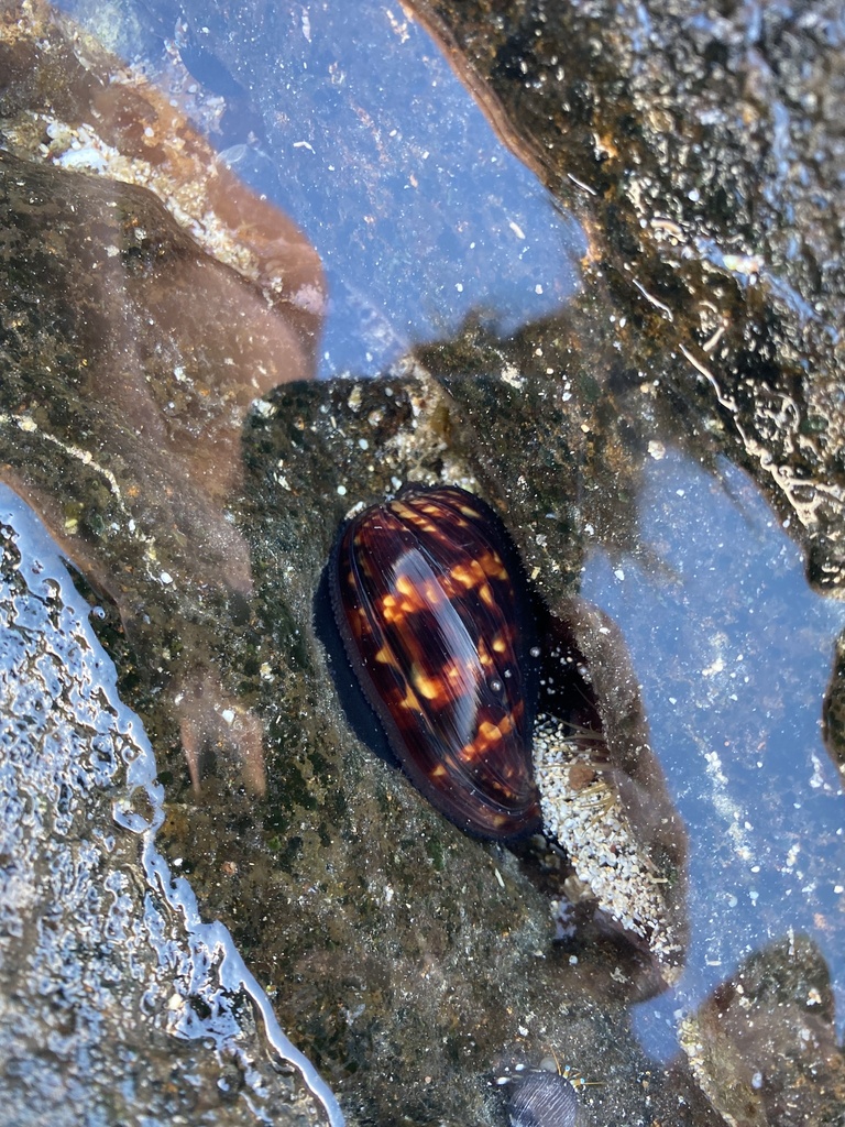 Humpback Cowry from Kauaʻi, Kapaa, HI, US on December 13, 2021 at 12:02 ...