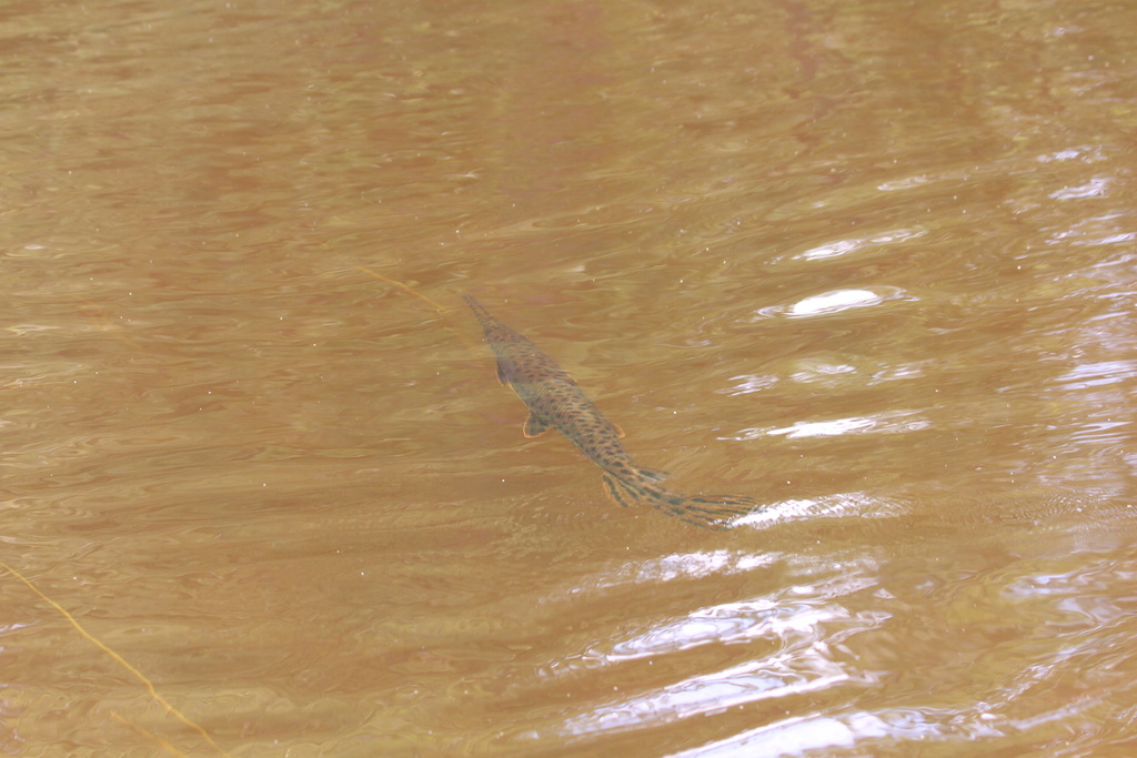 Longnose Gar from Ottawa River, Pontiac, QC, CA on July 3, 2020 at 12: ...