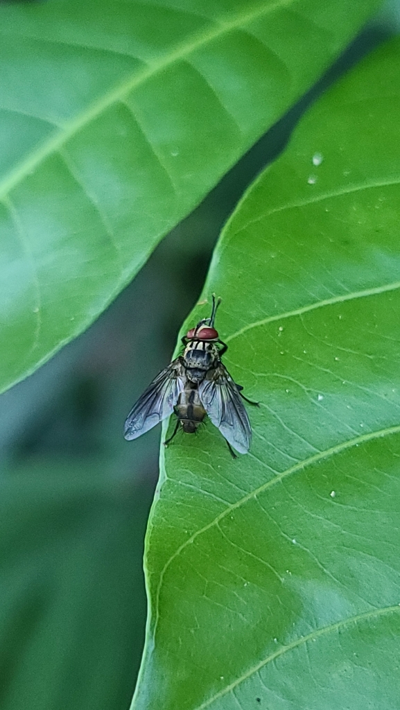 Calyptrate Flies from MAYA SUNSET WORKSHOP on August 5, 2023 at 05:22 ...