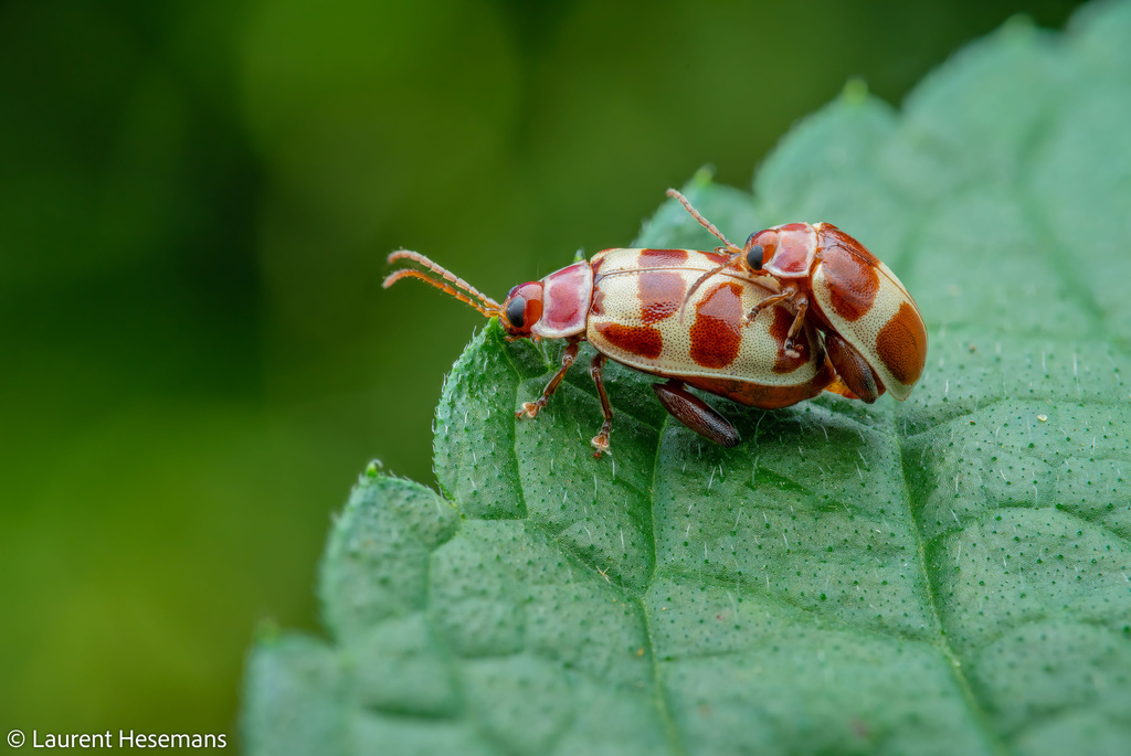 Alagoasa from Calle Caña Blanca, Perez Zeledon, San Jose, CR on May 9 ...
