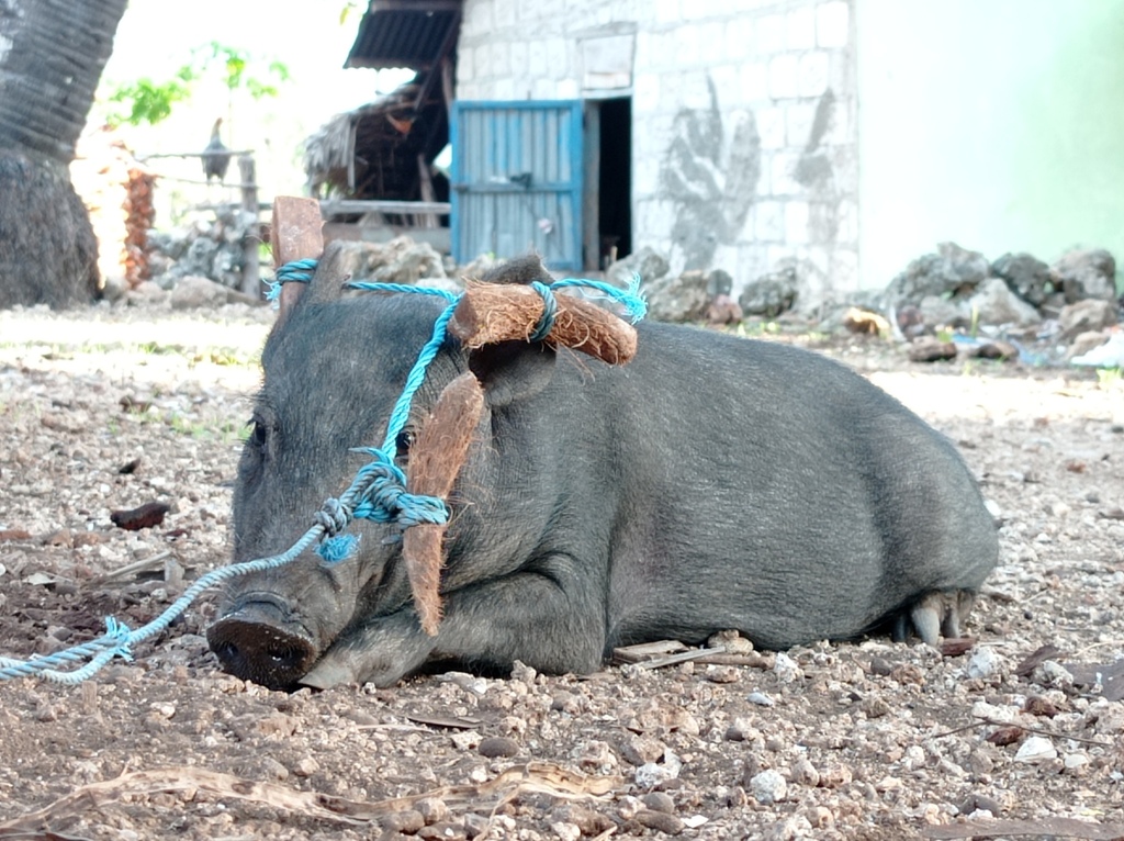Domestic Pig from Rote Ndao Regency, East Nusa Tenggara, Indonesia on ...