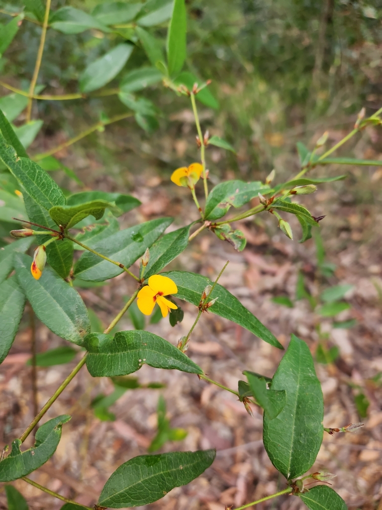 Spiny Shaggy Pea from Spicketts Creek NSW 2454, Australia on August 6 ...