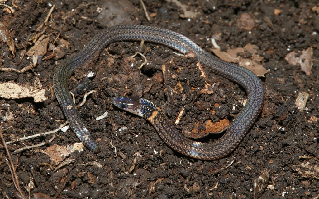 Collared Reed Snake from Jerantut, Pahang, Malaysia on July 16, 2023 by ...
