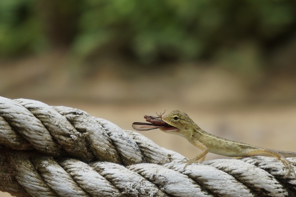 Oriental Garden Lizard from Pang Sida National Park, Mueang Sa Kaeo, Sa ...