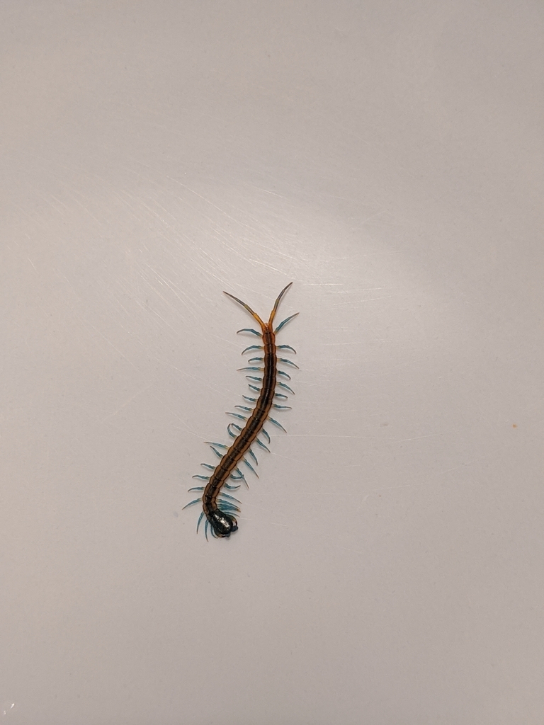 Pacific Giant Centipede from Kapaau on August 5, 2023 at 08:33 PM by ...